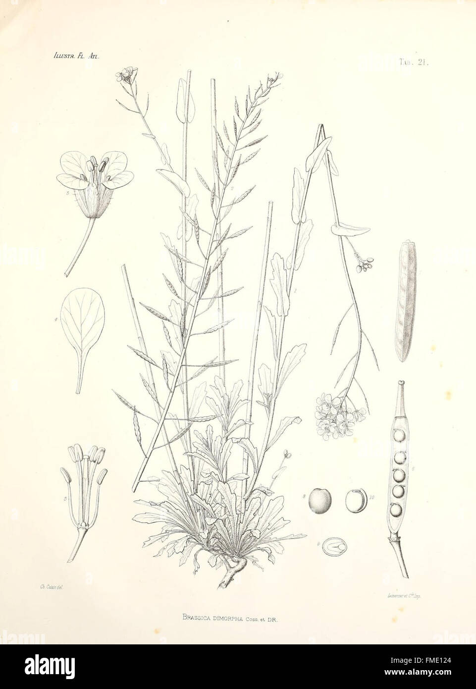 'Illustrationes Florae Atlanticae' is a botanical work depicting plant ...