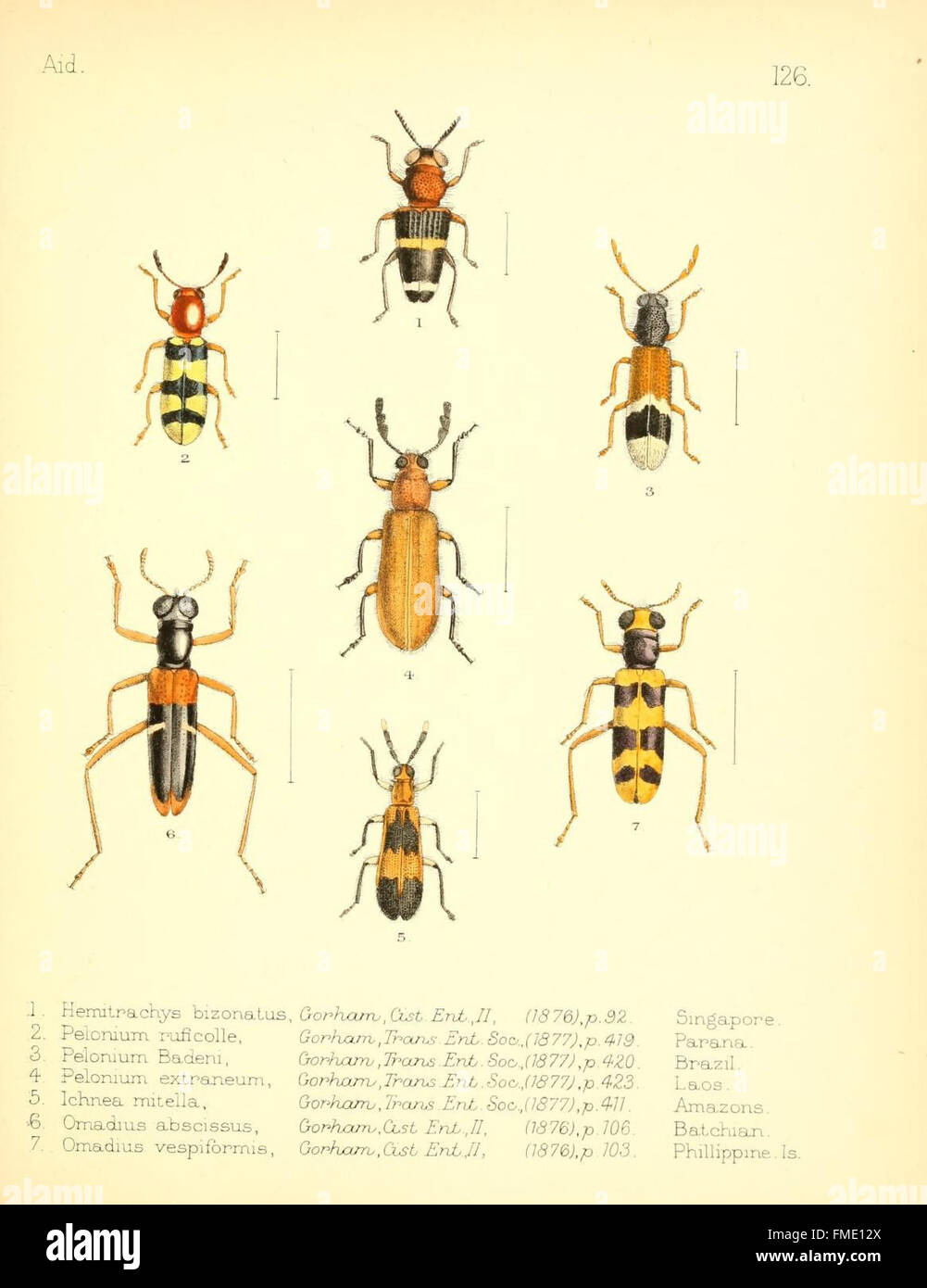 Plate 126 from *Aid to the Identification of Insects* features ...