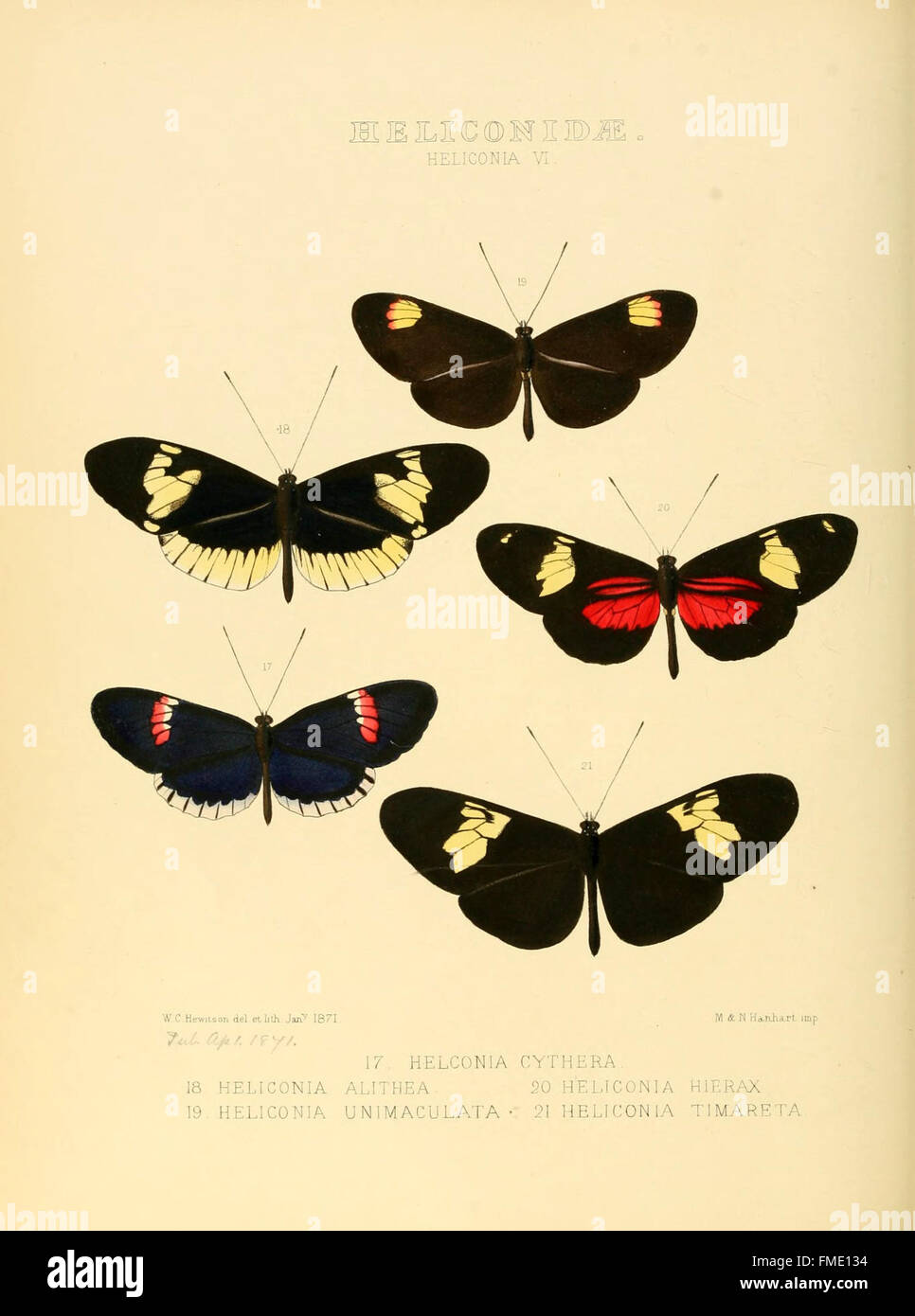 This work presents illustrations of new species of exotic butterflies ...