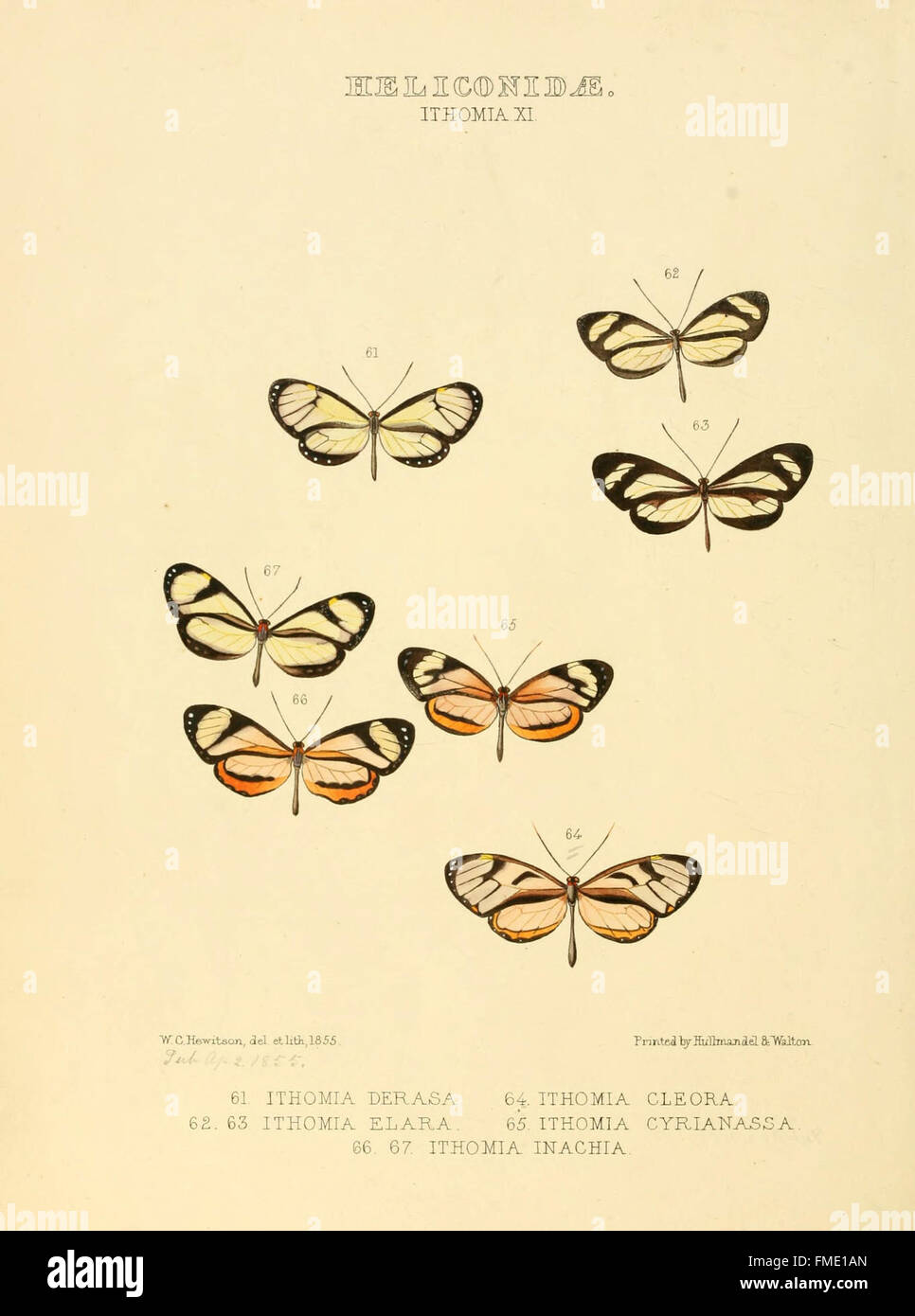 The work illustrates new species of exotic butterflies from the ...