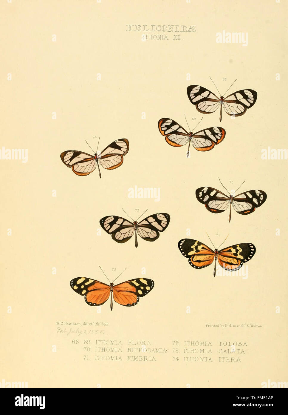 'Illustrations of New Species of Exotic Butterflies' (Heliconidae ...
