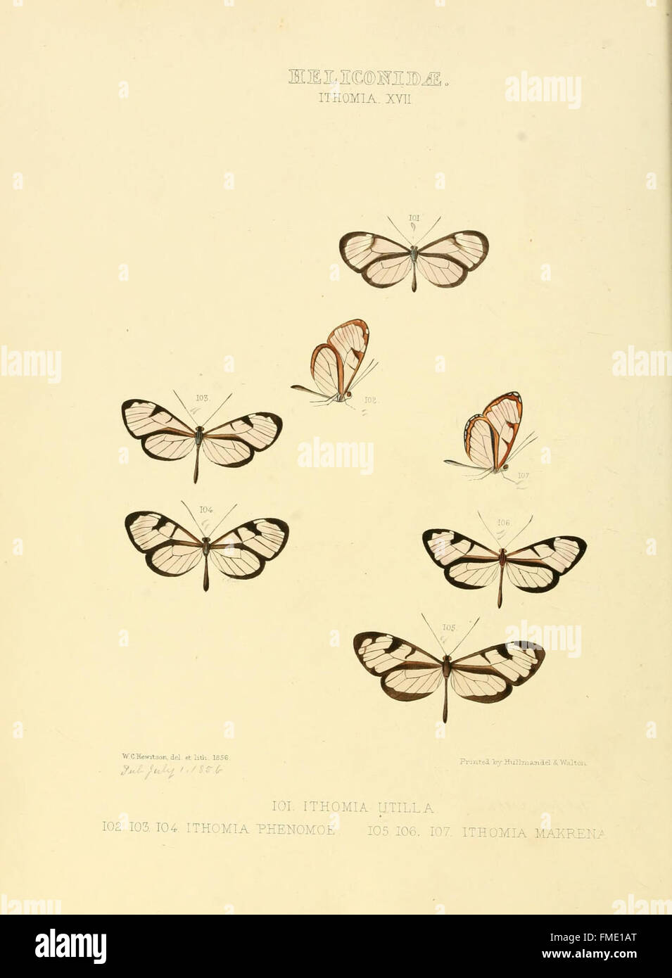 This work showcases detailed illustrations of new butterfly species ...