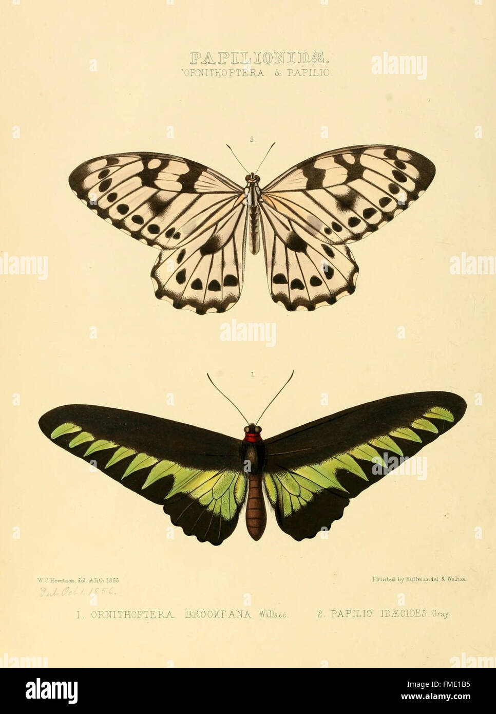 An illustration showcasing new species of exotic butterflies from the ...