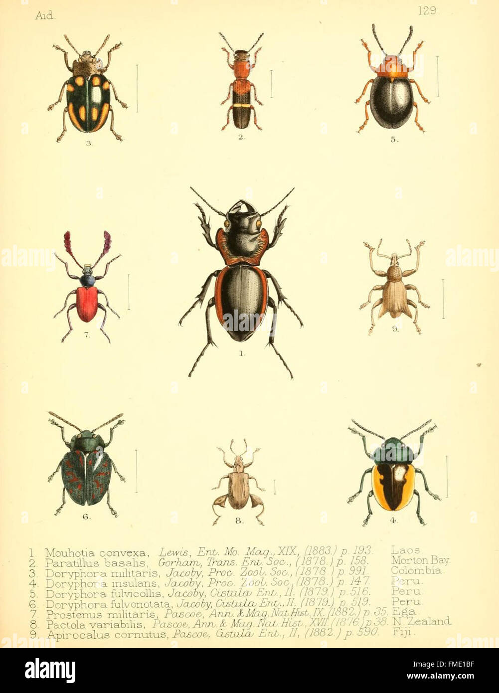 *Aid to the Identification of Insects* (Plate 129) provides a detailed ...