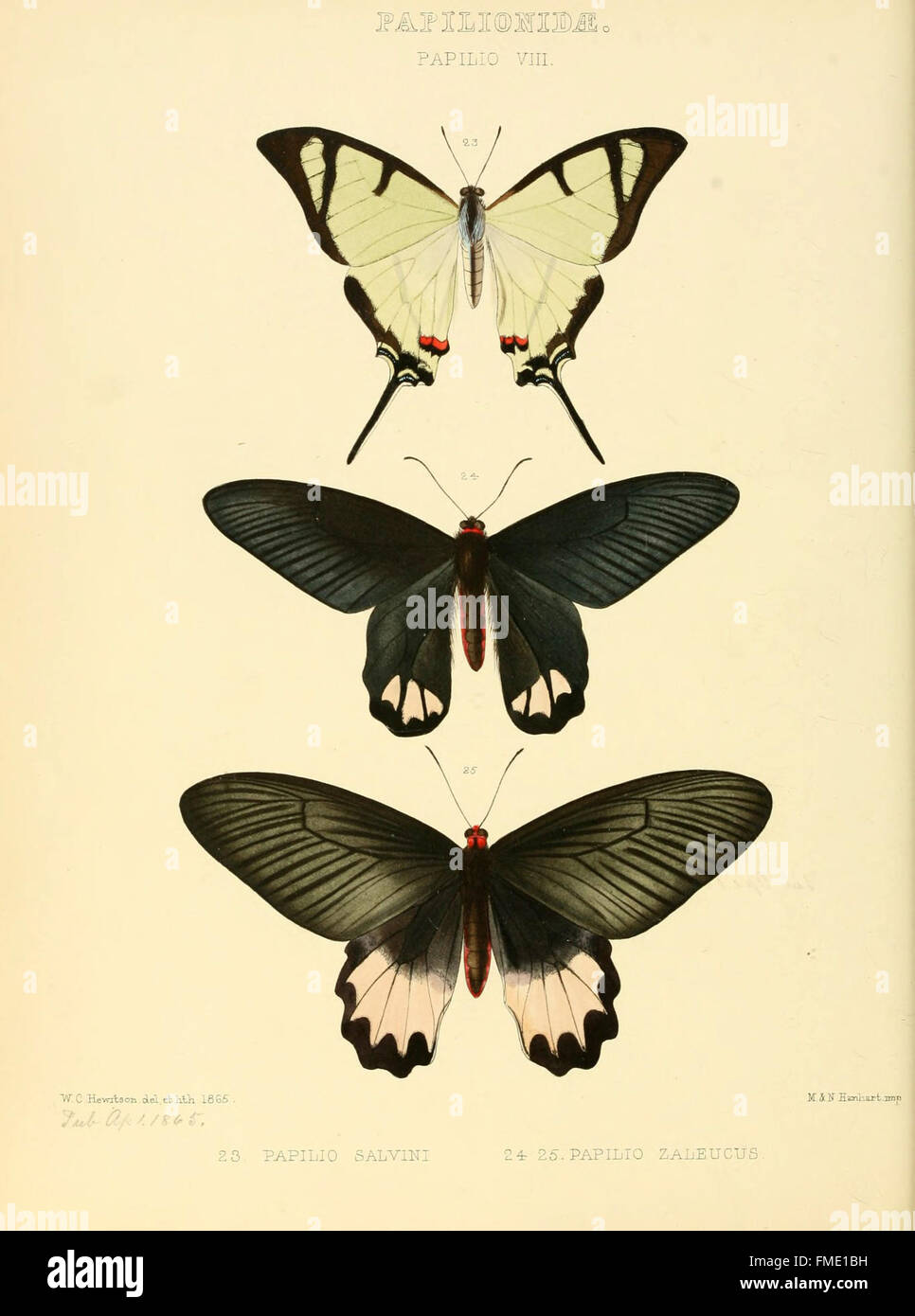 This work presents detailed illustrations of new species within the ...