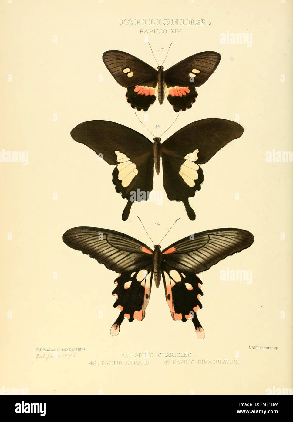 'Illustrations of New Species of Exotic Butterflies' (Papilionidae ...