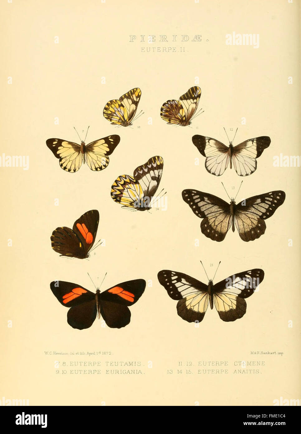 This work features detailed illustrations of newly discovered species ...