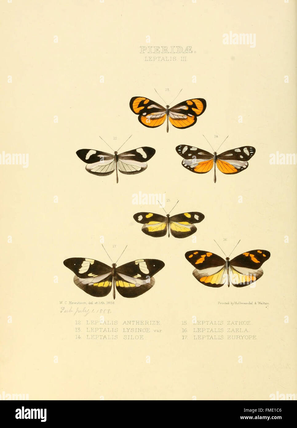 'Illustrations of New Species of Exotic Butterflies' (Pieridae ...