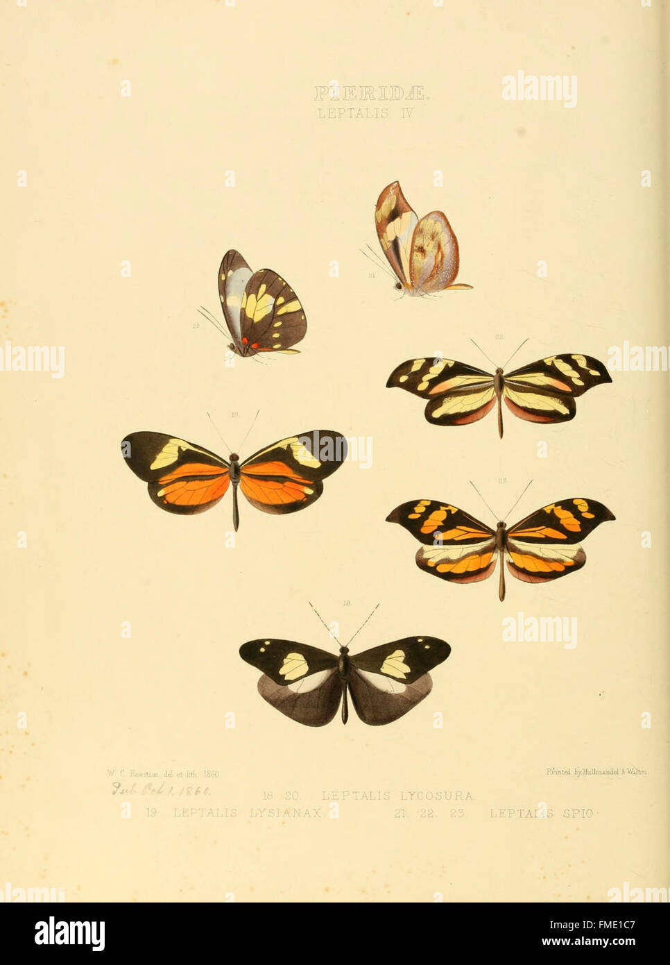 'Illustrations of New Species of Exotic Butterflies' (Pieridae ...