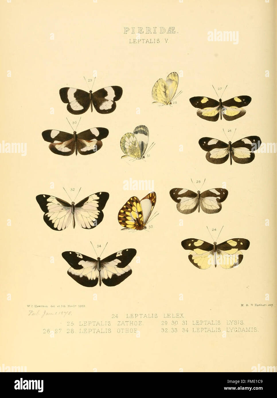 This work illustrates new species of butterflies from the Pieridae ...