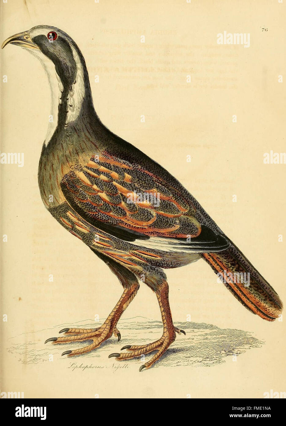 'Illustrations of Ornithology' (Color Plate 76) features detailed ...