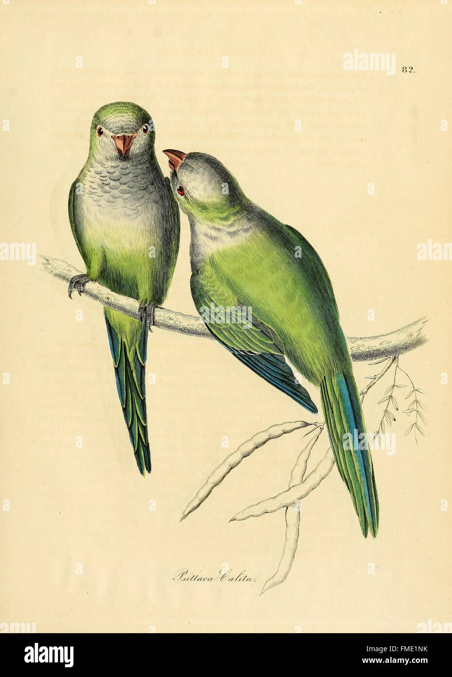 'Illustrations of Ornithology' features detailed, colorized depictions ...