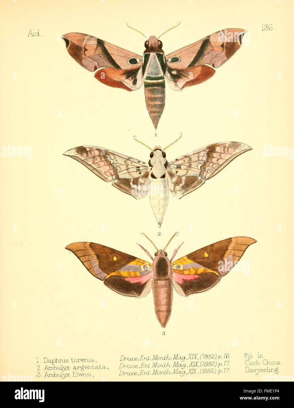 Plate 136 from 'Aid to the Identification of Insects' offers visual ...