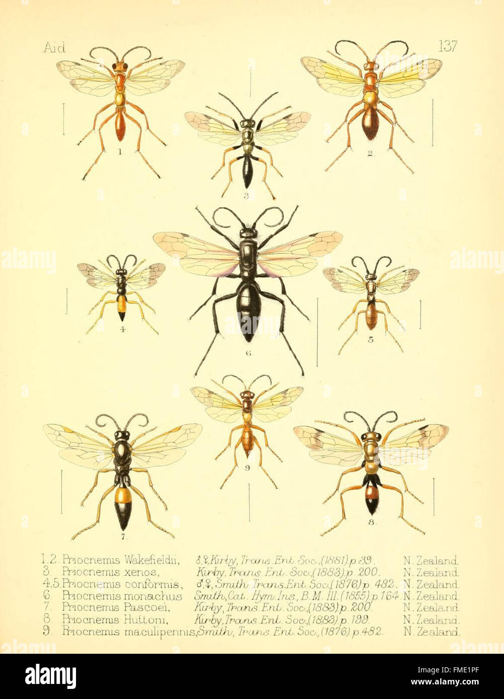'Aid to the Identification of Insects' provides visual and descriptive ...