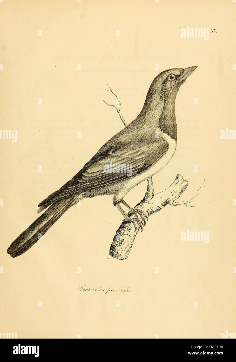 Plate 57 in Illustrations of Ornithology presents a range of bird ...