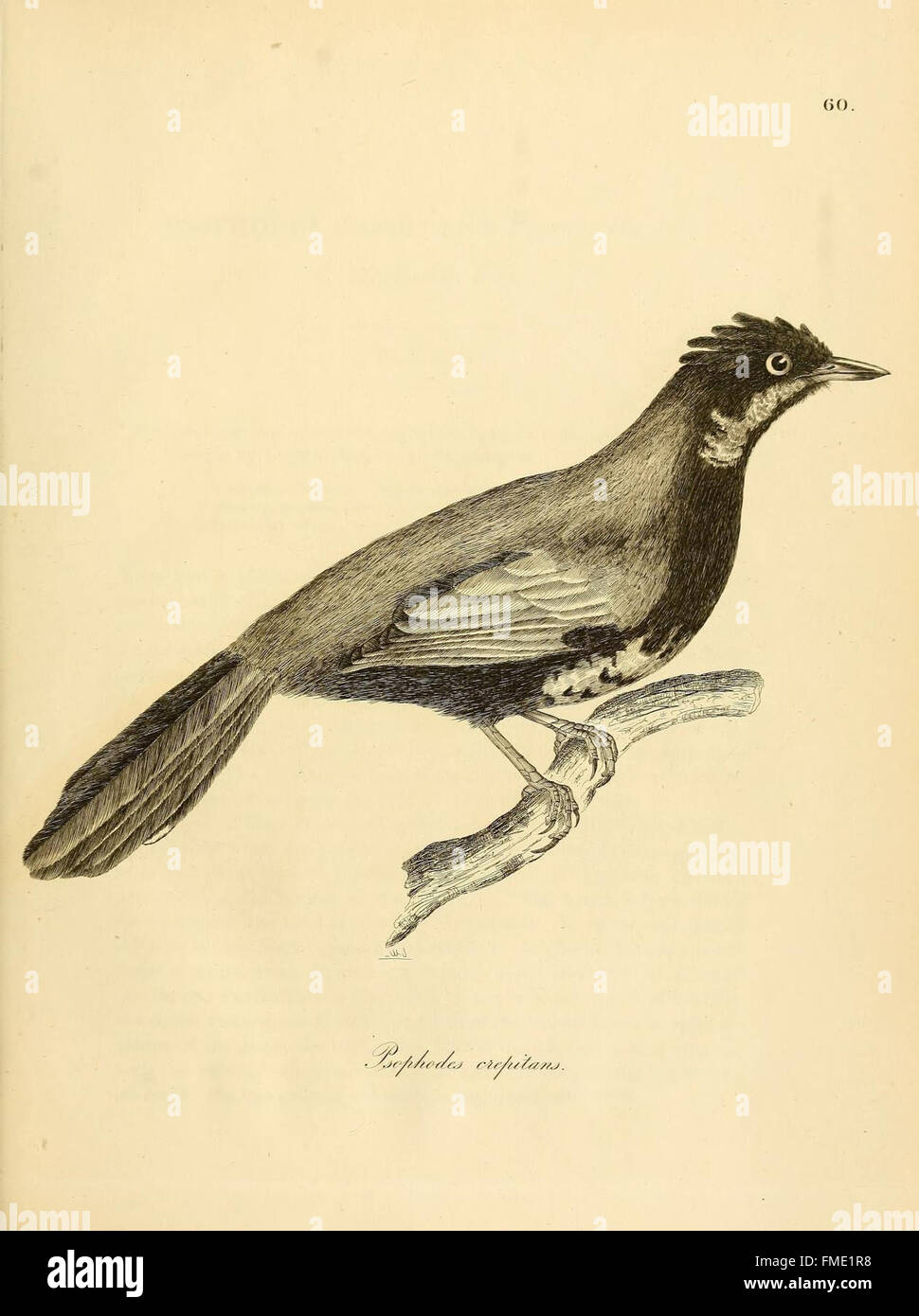 Plate 60 from 'Illustrations of Ornithology' features a detailed ...