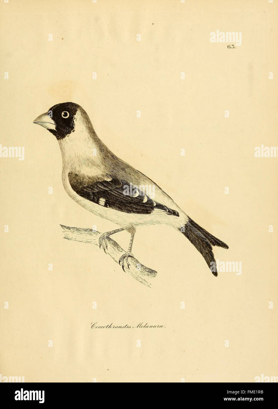 Plate 63 from 'Illustrations of Ornithology' features various bird ...