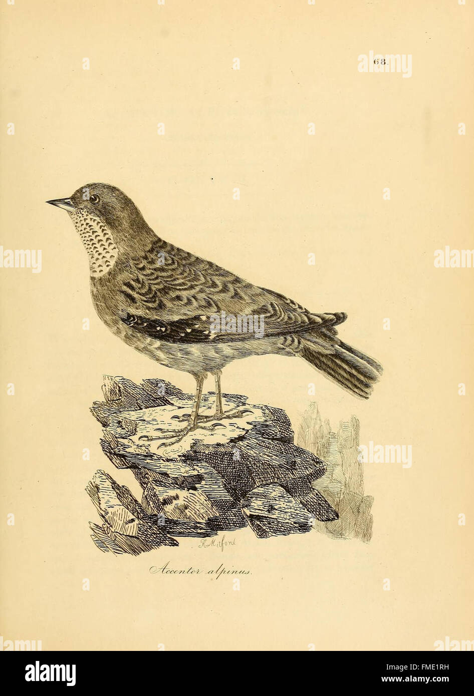 'Illustrations of Ornithology' features detailed depictions of various ...