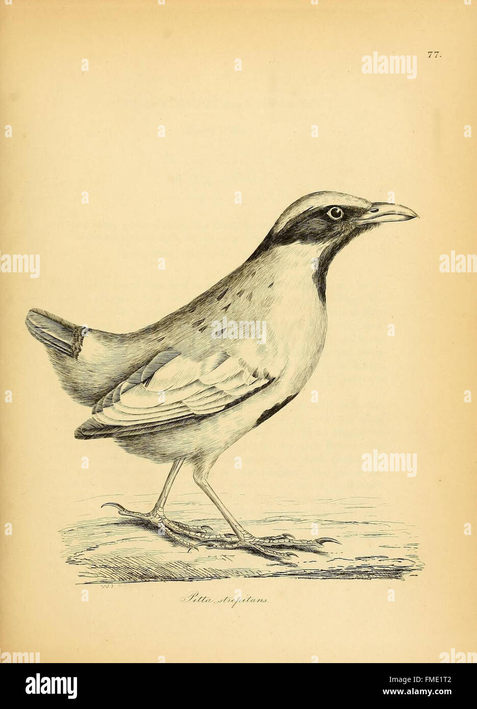 Illustrations of Ornithology presents detailed and accurate depictions ...