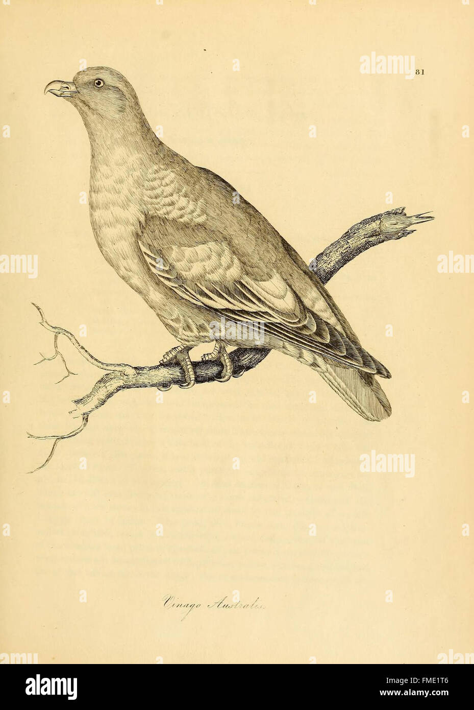 Plate 81 from 'Illustrations of Ornithology' showcases detailed ...