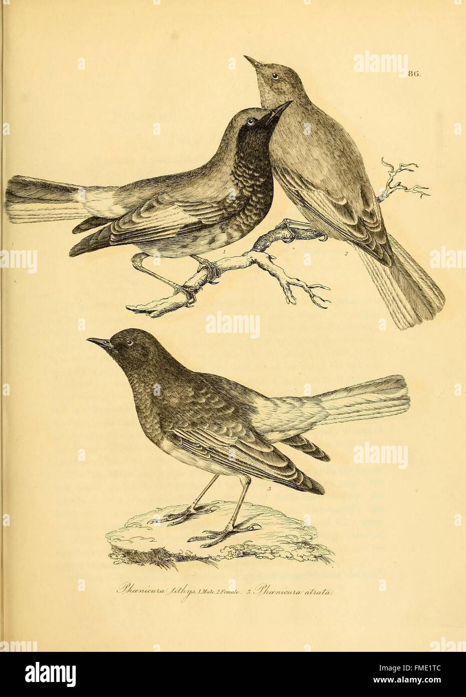 Plate 86 from 'Illustrations of Ornithology' features detailed ...