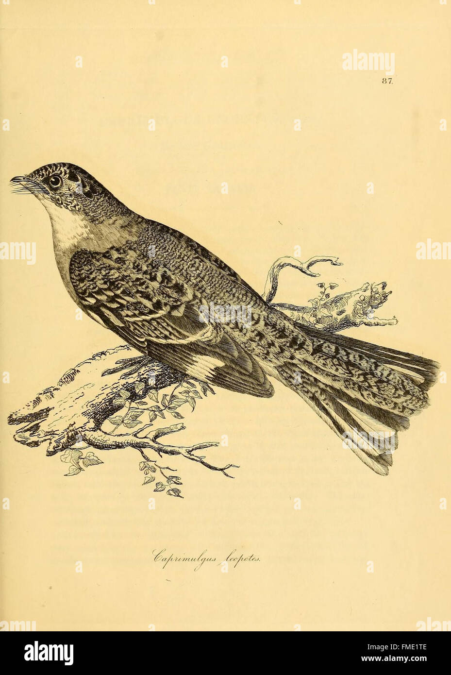 Plate 87 of 'Illustrations of Ornithology' features a detailed and ...