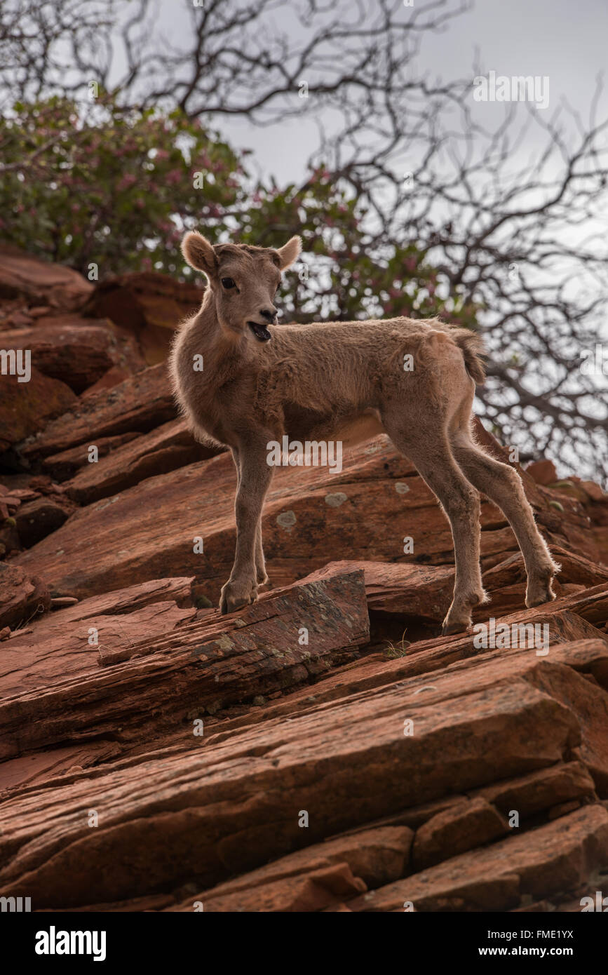 Desert bighorn sheep lamb, Zion National Park, Utah Stock Photo - Alamy