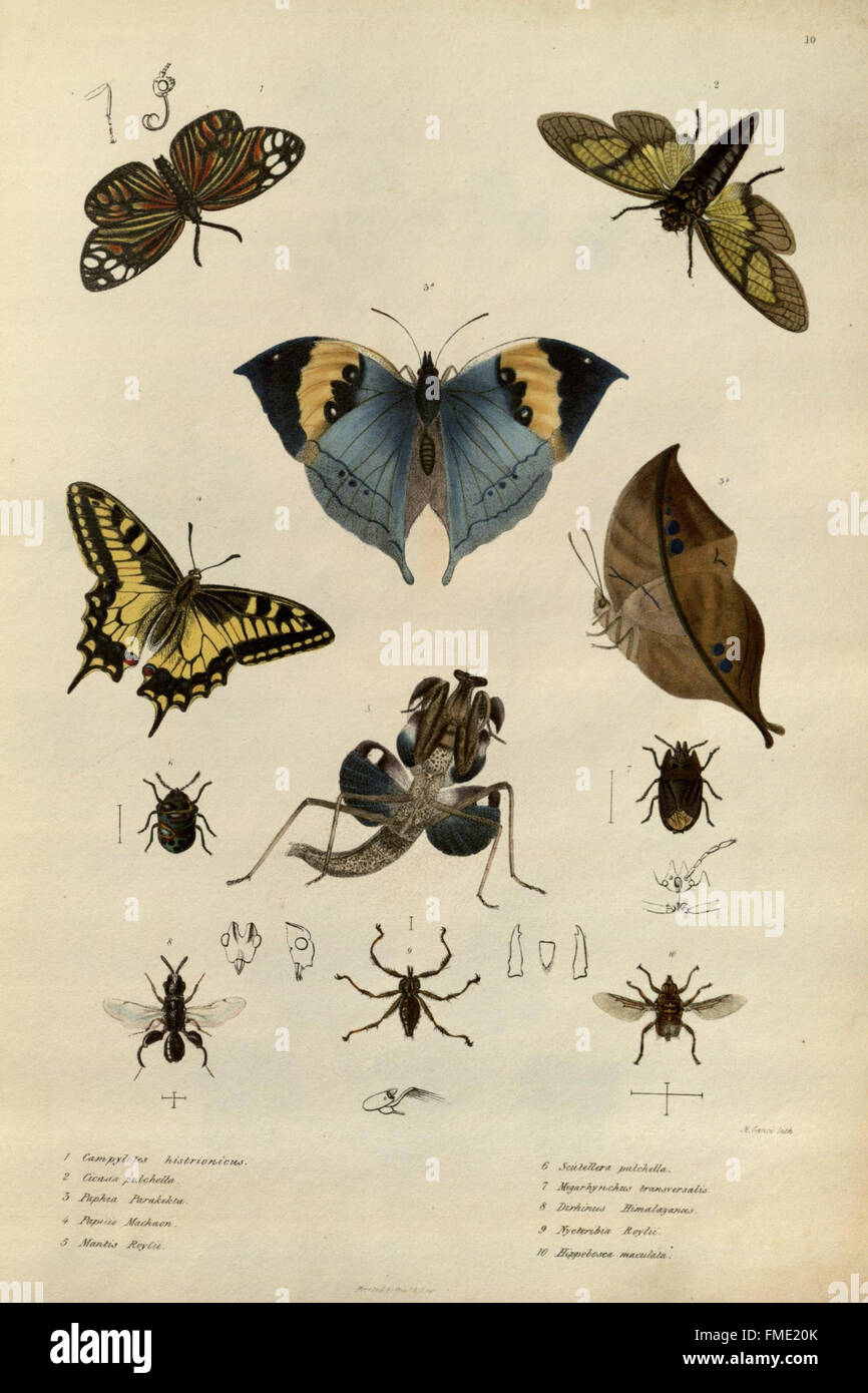 Plate 10 from 'Illustrations of the Botany and Other Branches of the ...