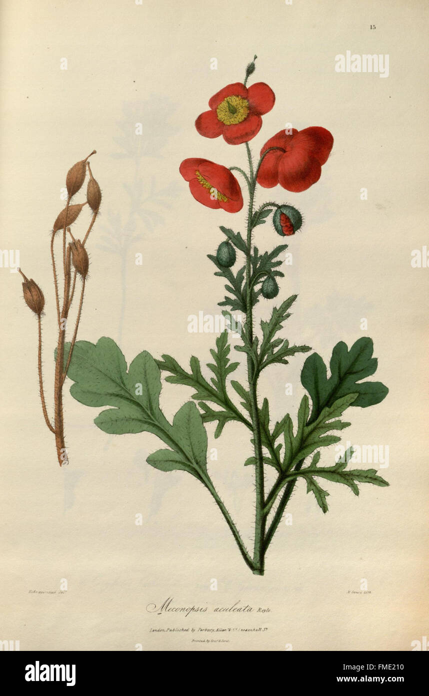 Plate 15 from 'Illustrations of the Botany and Other Branches of the ...