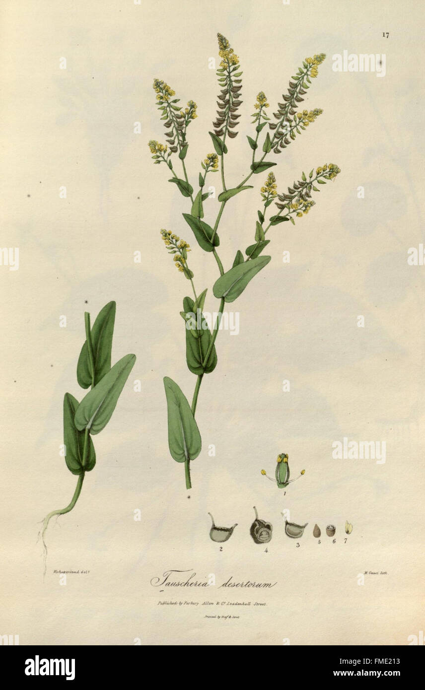 Illustrations of the botany and other branches of the natural history ...