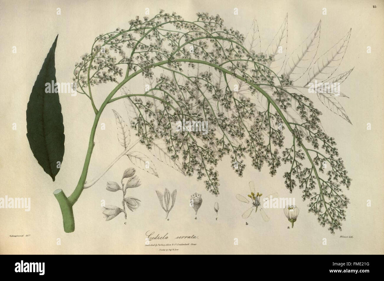 Plate 25 from 'Illustrations of the Botany and Other Branches of the ...
