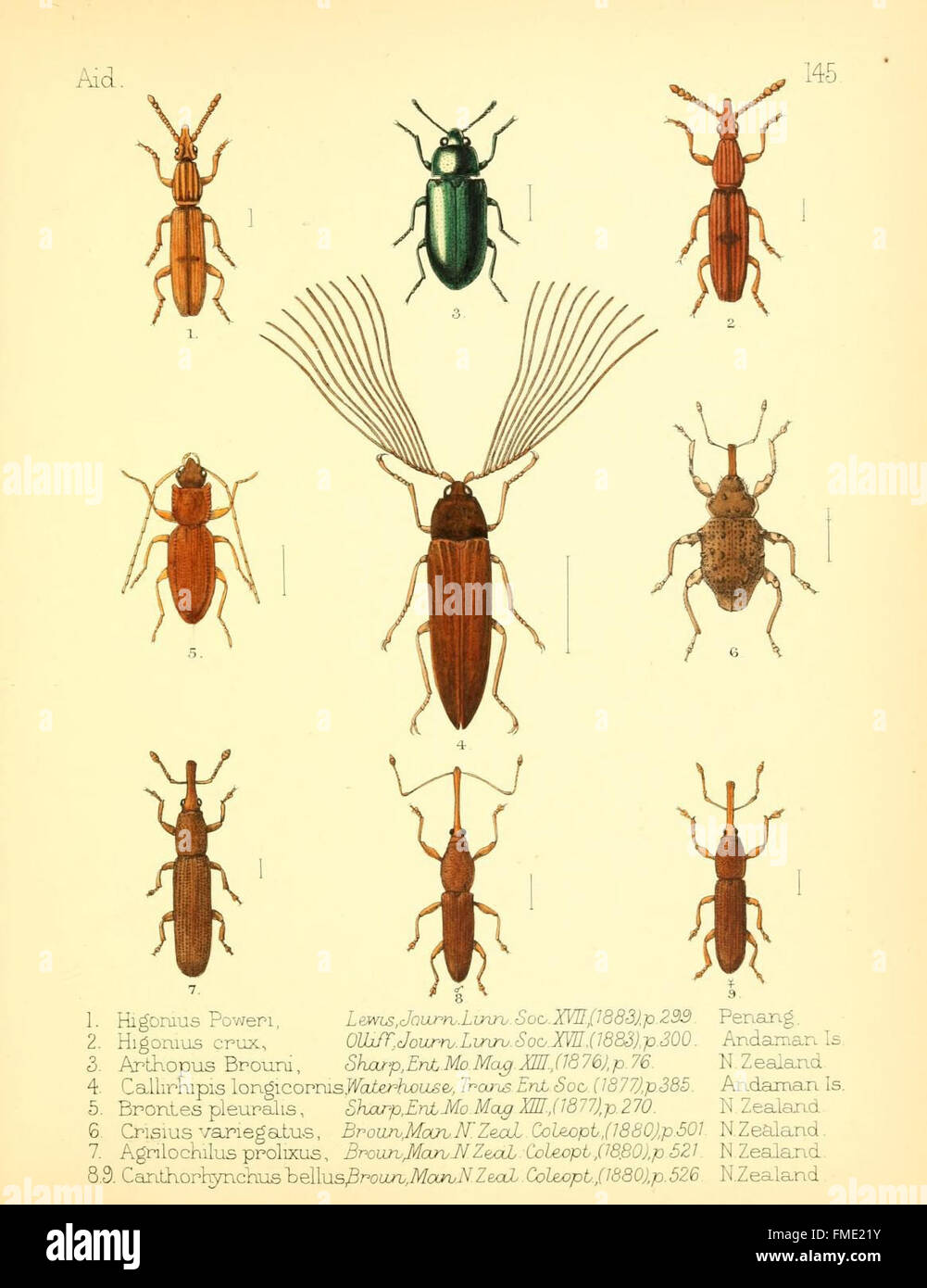 This plate serves as a helpful guide to identifying insects, offering ...