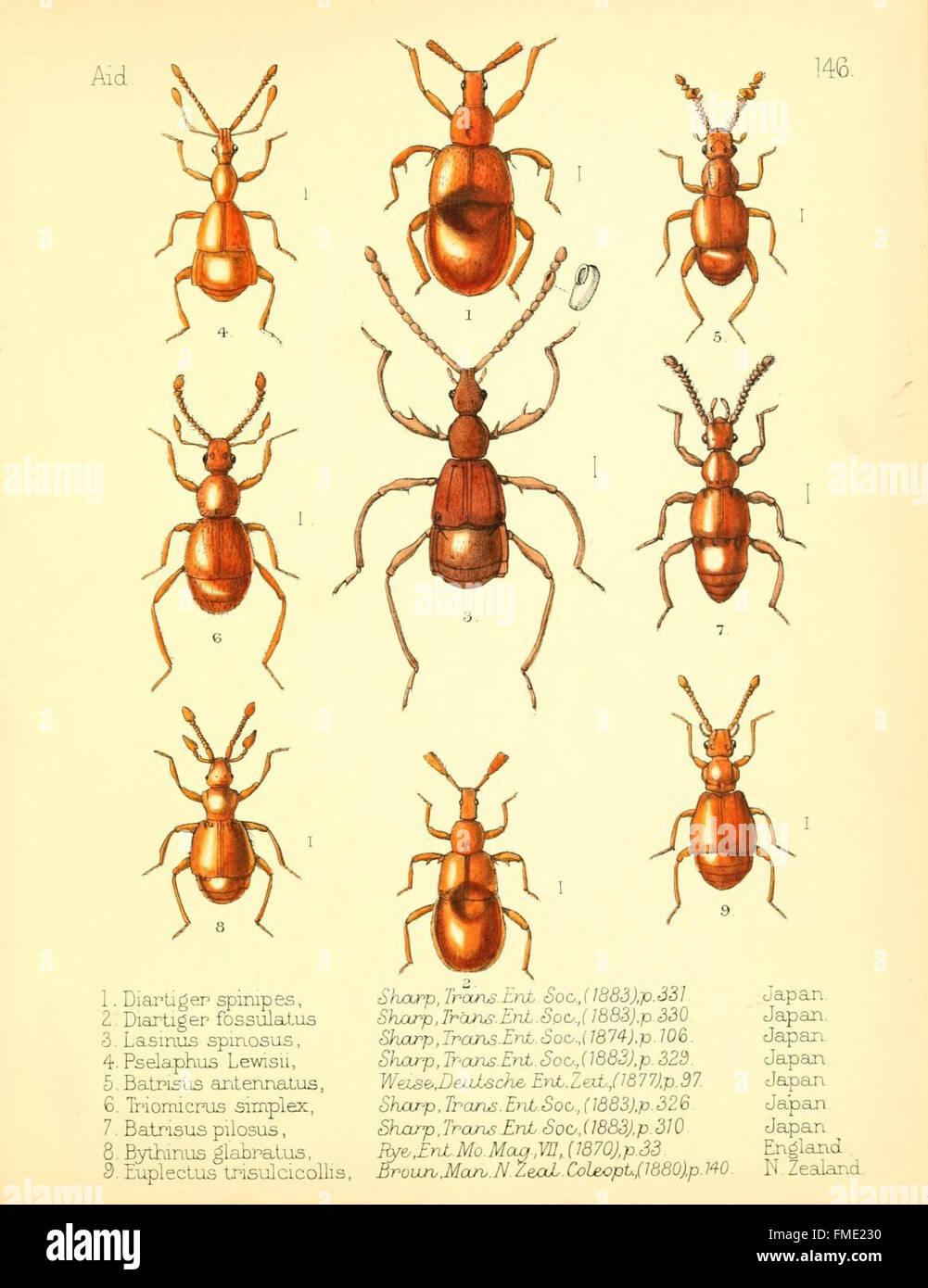 Insect visual studies hi-res stock photography and images - Alamy