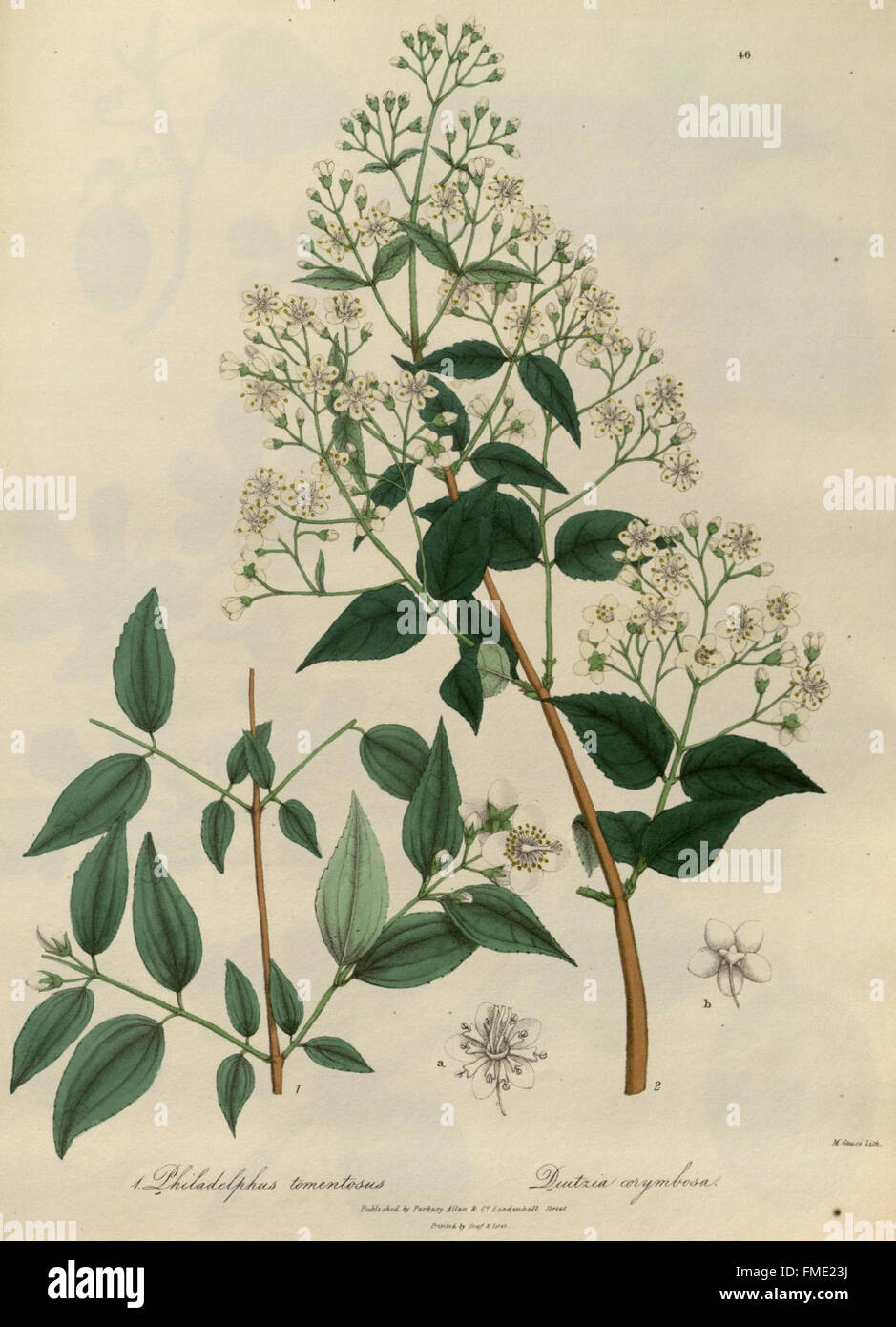 This plate from *Illustrations of the Botany and Other Branches of the ...