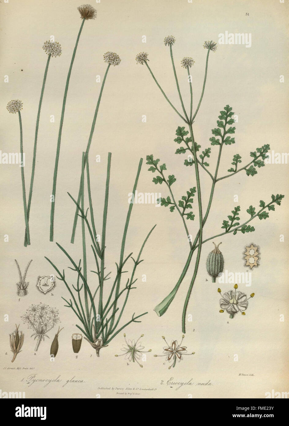 Plate 51 from 'Illustrations of the Botany and Other Branches of the ...