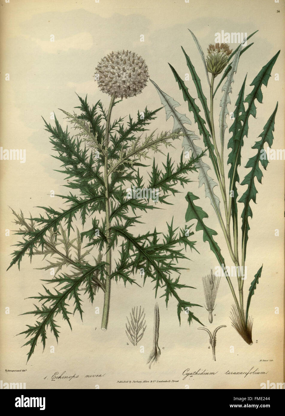 Plate 56 from this work showcases the flora and fauna of the Himalayan ...