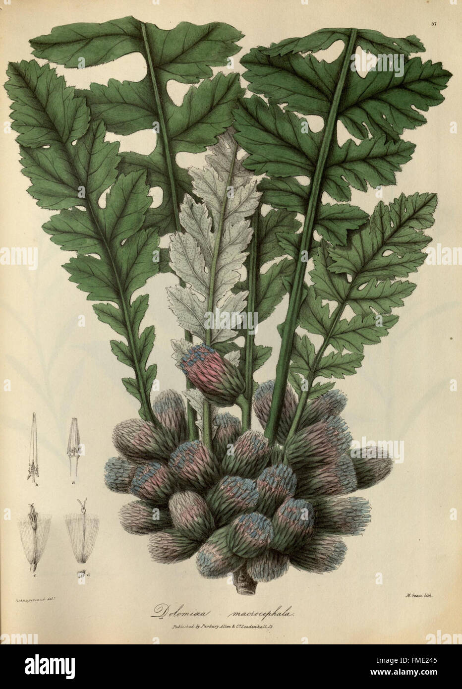 Plate 57 from 'Illustrations of the Botany and Other Branches of the ...