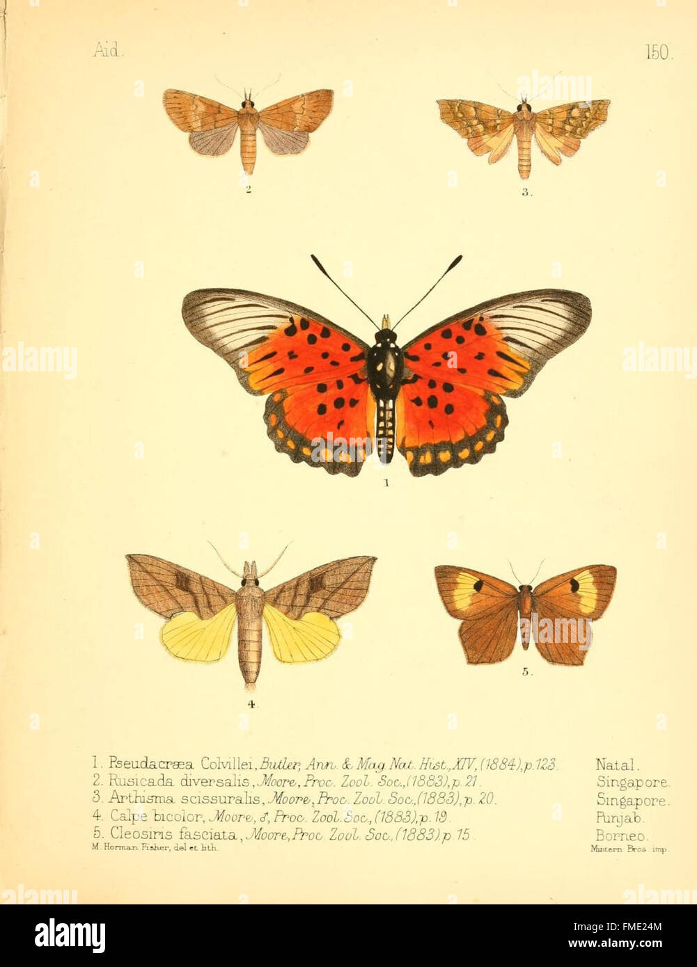 'Aid to the Identification of Insects' (Plate 150) offers a visual ...