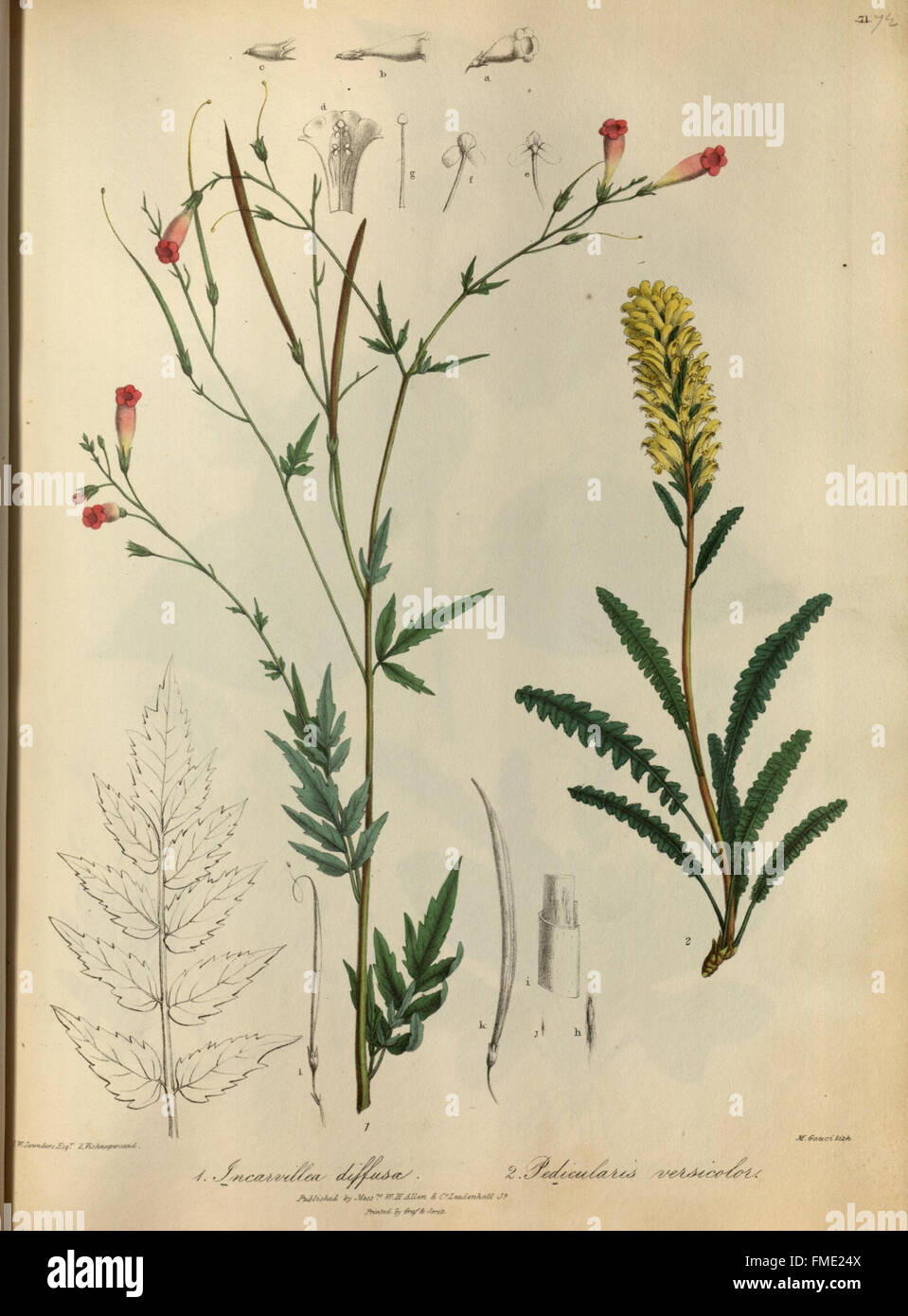 Plate 72 from 'Illustrations of the Botany and Other Branches of the ...