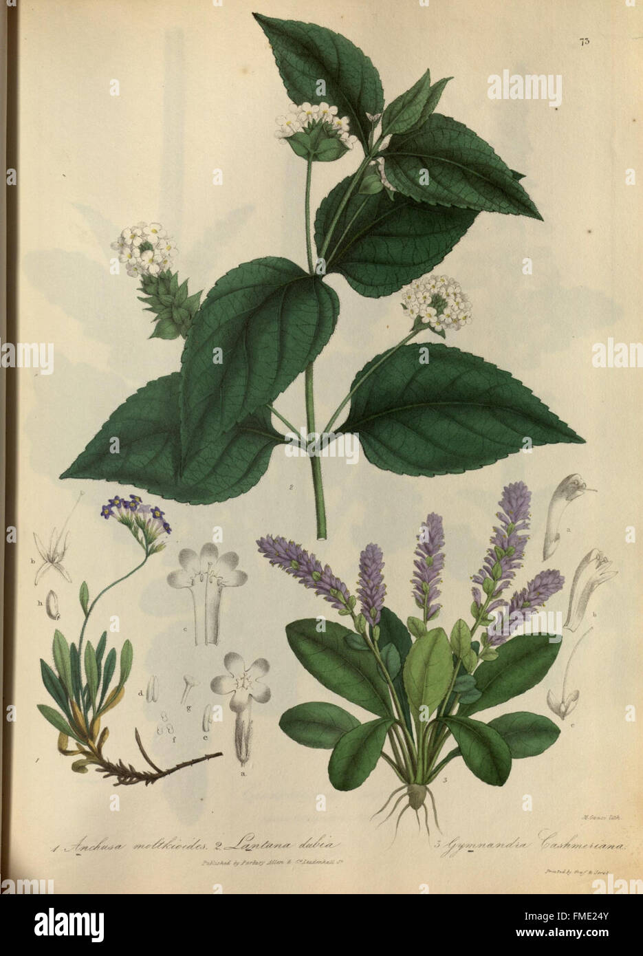 Illustrations of the botany and other branches of the natural history ...