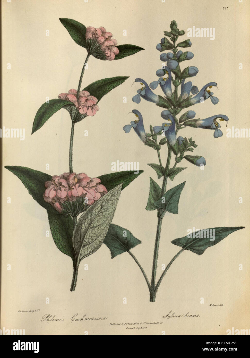 *Illustrations of the Botany and Natural History of the Himalayan ...