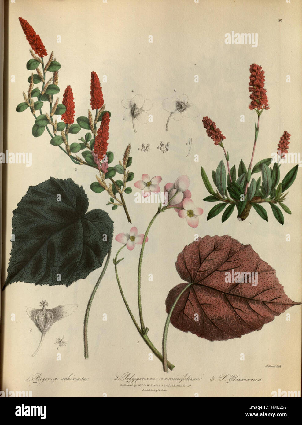 This plate from 'Illustrations of the Botany and Other Branches of the ...