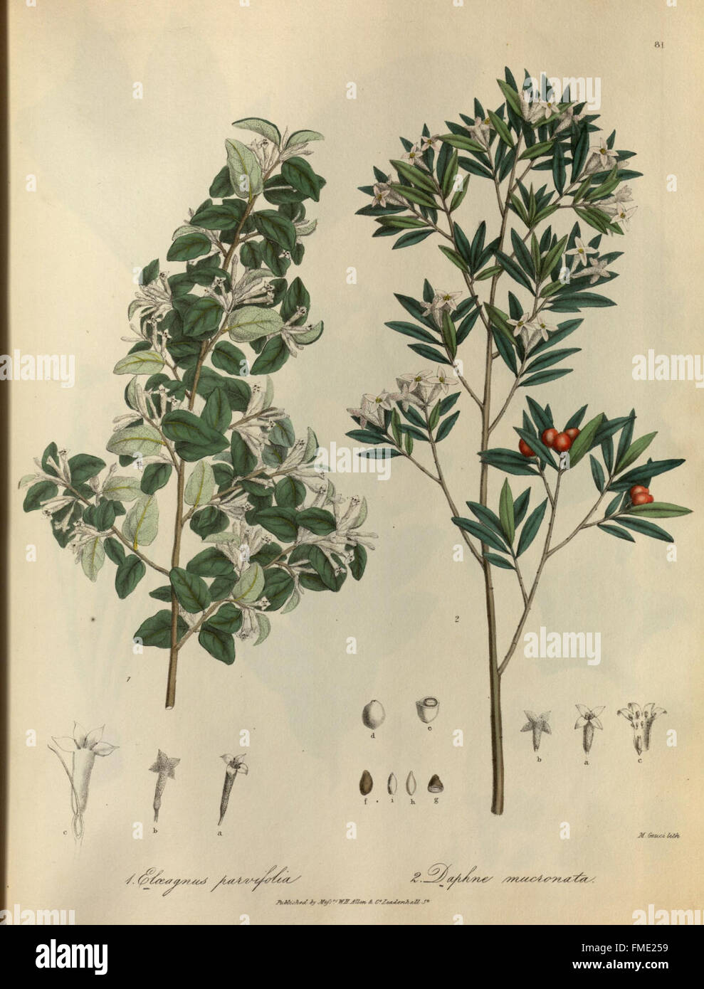 Plate 81 from a botanical work illustrates the diverse flora and ...