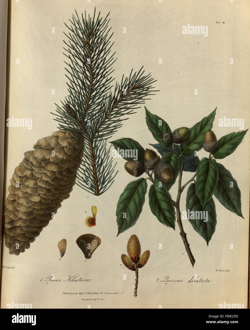 'Illustrations of the Botany and Natural History of the Himalayan ...