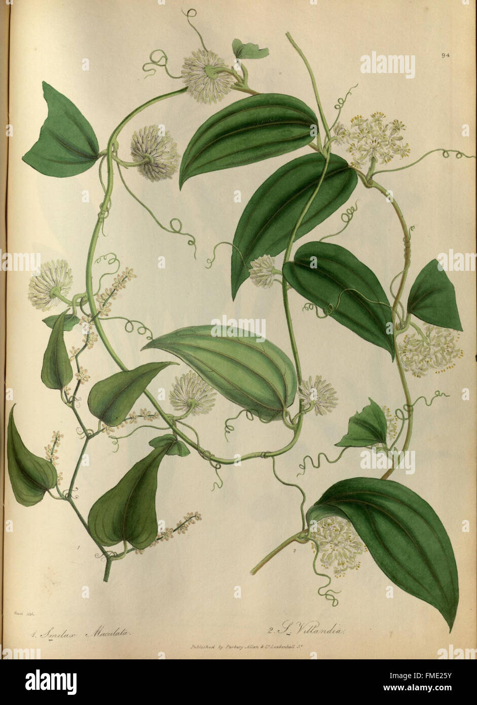 Plate 94 from 'Illustrations of the Botany and Other Branches of the ...