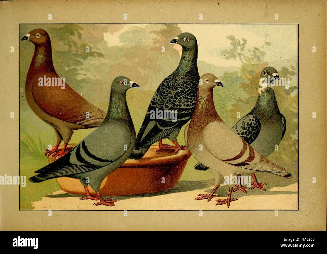 This work presents a detailed illustration of various pigeon breeds ...