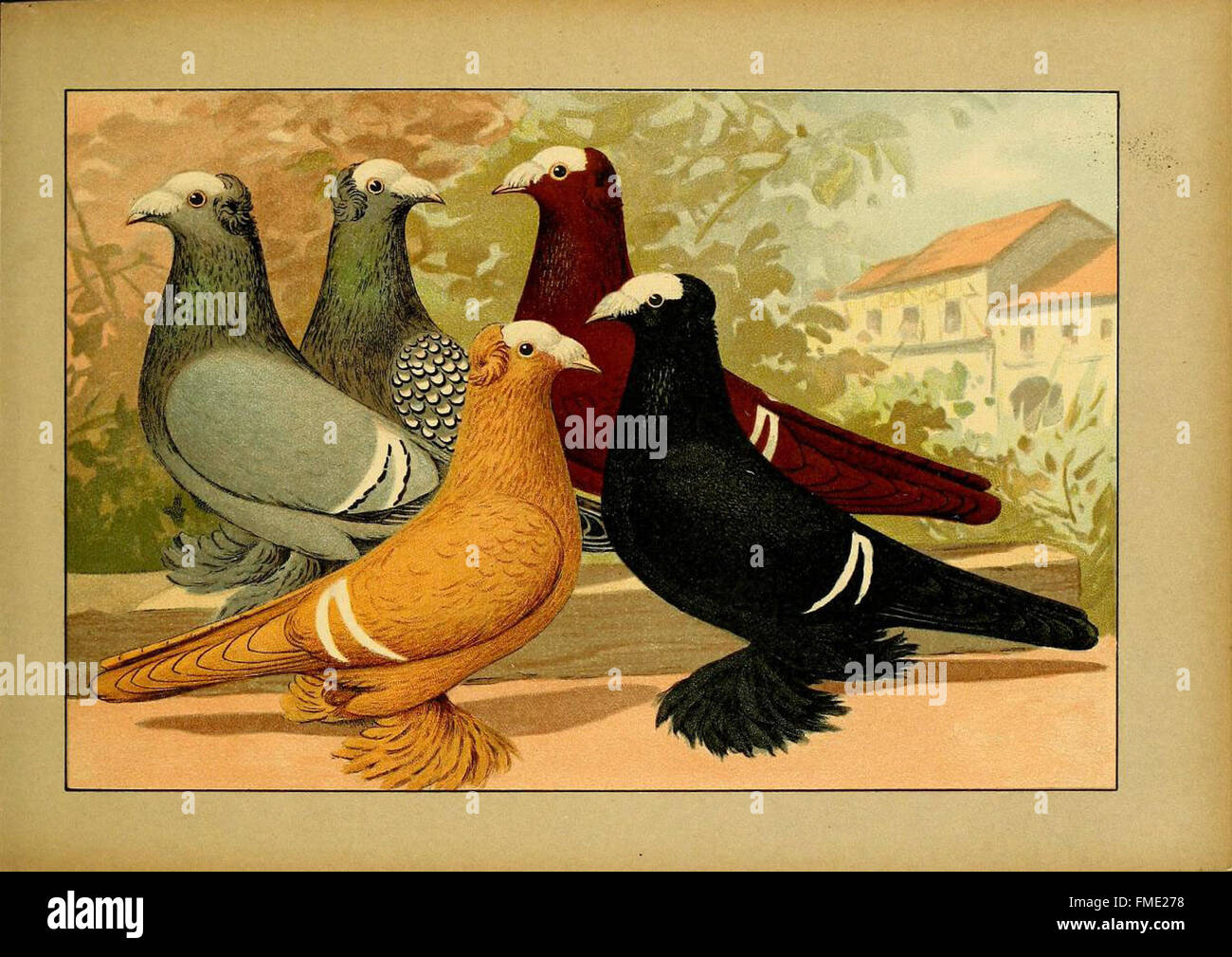 This illustrated work provides detailed images and descriptions of all ...
