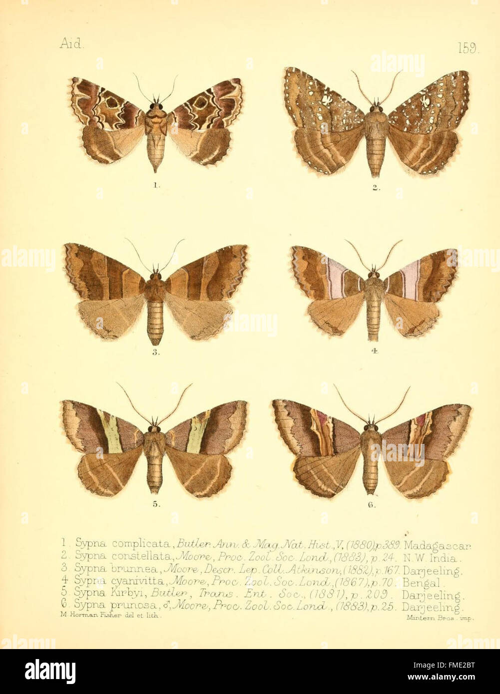 An illustrated guide to insect identification, featuring Plate 159 ...