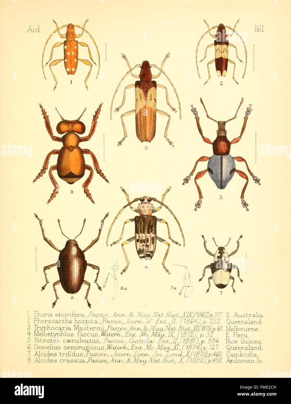 Insect visual studies hi-res stock photography and images - Alamy