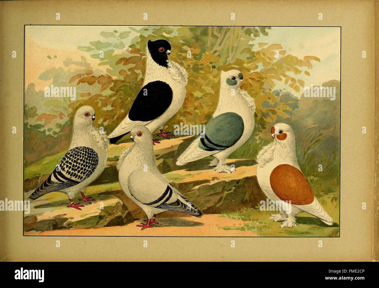 Plate 76 from 'Illustrated Masterpiece of All Pigeon Breeds' depicts ...